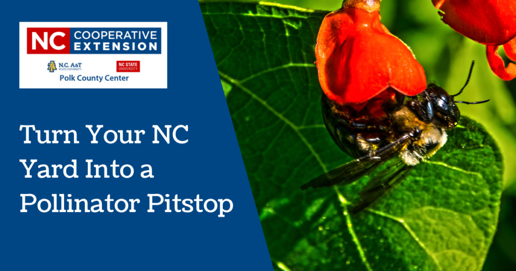 Turn Your NC Yard Into a Pollinator Pitstop | N.C. Cooperative Extension